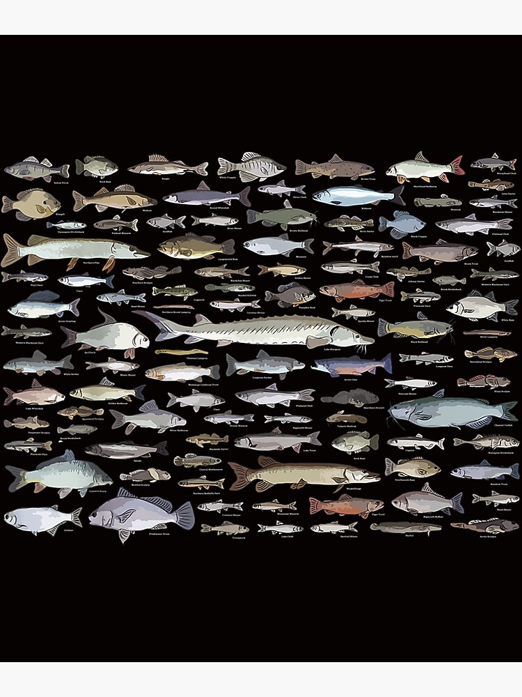 "100 Types Of Freshwater Fish Species Fishing " Photographic Print for ...