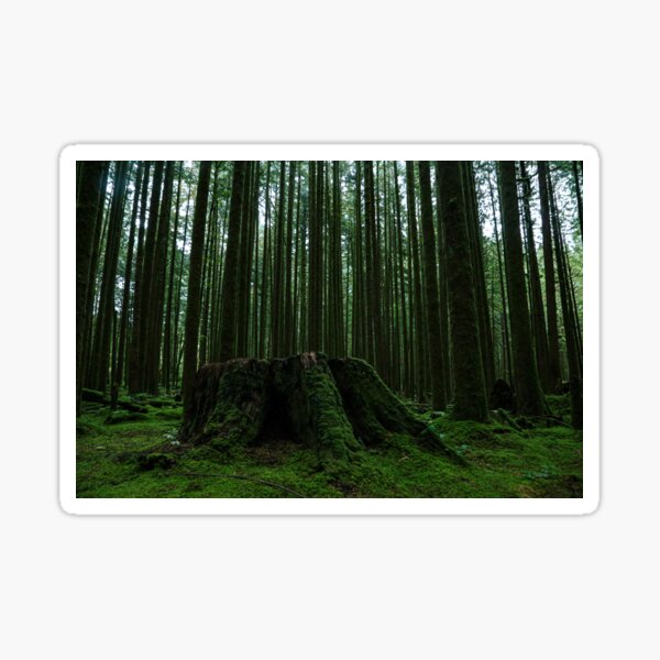 "Mossy forest tree stump" Sticker for Sale by ZoeNikola | Redbubble