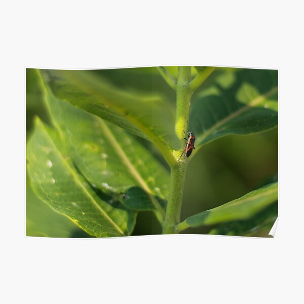 "Mr. Beetle" Poster by marisappaterson | Redbubble