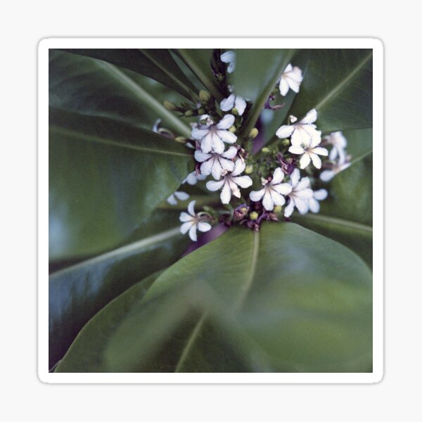 "Naupaka Flowers Hawaiian Vacation Flora " Sticker for Sale by MOP-tees ...