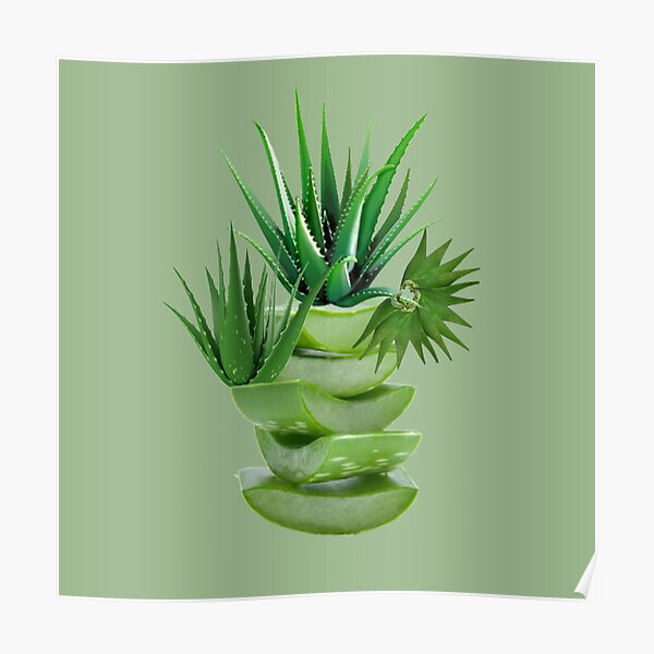Aloe Vera Posters | Redbubble