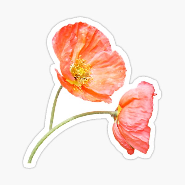 "Poppy" Sticker for Sale by AnnaKateCo | Redbubble