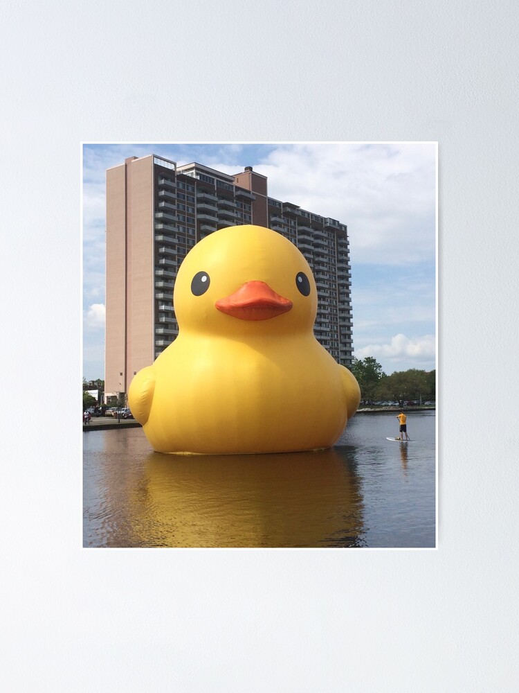 "Here Ducky, Ducky" Poster for Sale by HollyWSimmonsFA | Redbubble