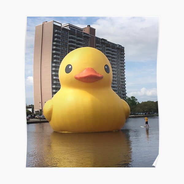 "Here Ducky, Ducky" Poster for Sale by HollyWSimmonsFA | Redbubble