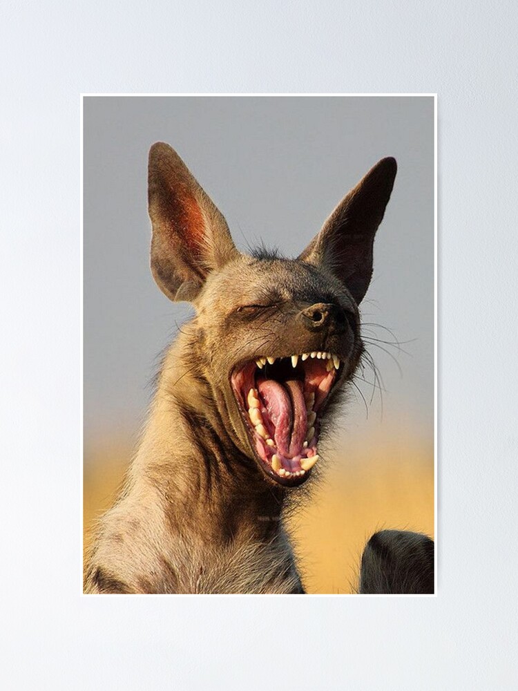 Laughing Hyena Memes