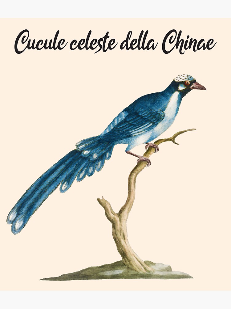 "Cucule celeste della China - Vintage Cuckoo Illustration" Sticker for ...