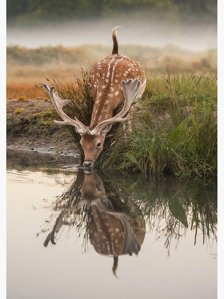 "Buck Drinking" Poster for Sale by Junkyardmax | Redbubble