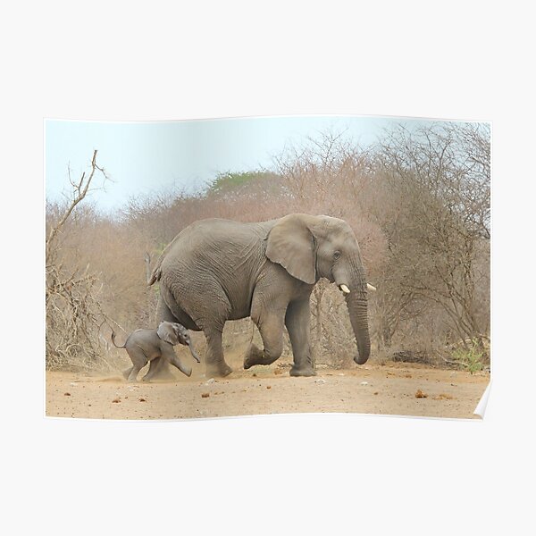 "Elephant Love - Keeping up with Dad - African Wildlife" Poster for ...