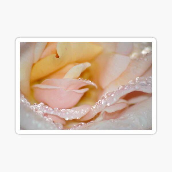"Teardrop Rose" Sticker by CassieGannon | Redbubble