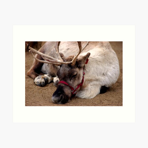 Calus Gifts & Merchandise | Redbubble