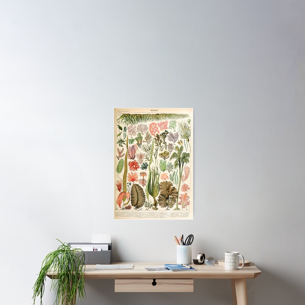 "Adolphe Millot Algae Collection" Poster by nextstepdesigns | Redbubble