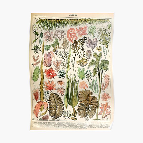 "Adolphe Millot Algae Collection" Poster by nextstepdesigns | Redbubble