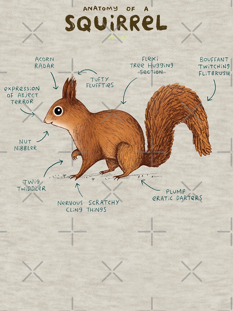 Male Squirrel Anatomy