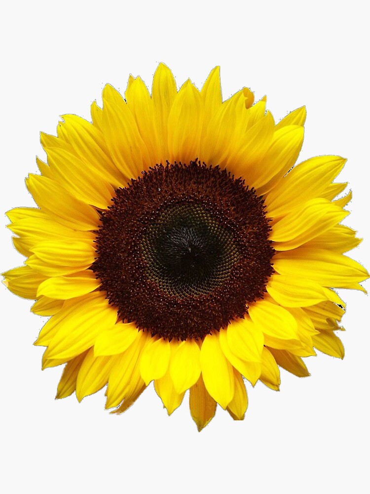 "Sunflower" Sticker for Sale by jessguida | Redbubble