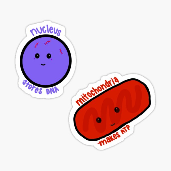 "Mitochondria and Nucleus" Sticker for Sale by princesssomo21 | Redbubble