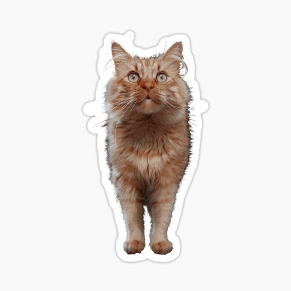 "Standing Looking Up Orange Furry Cat" Sticker for Sale by Barnissim ...