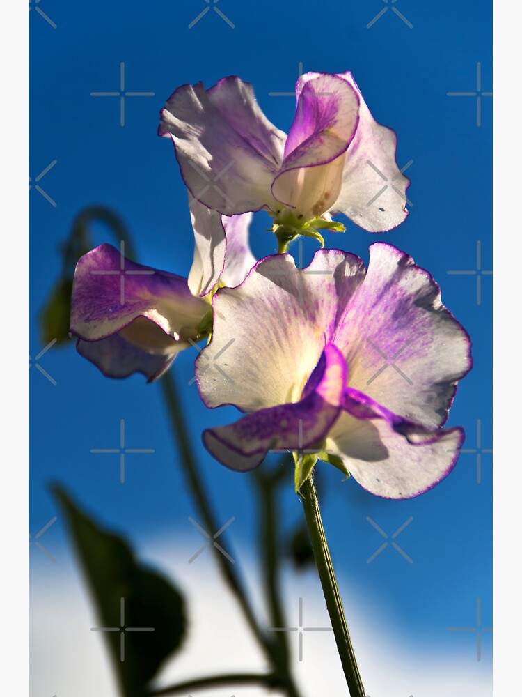 "Sweet Pea" Sticker by pursuits | Redbubble