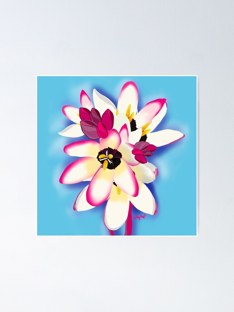 Póster «Dibujo de la flor de Ixia» de jesscapeldesign | Redbubble