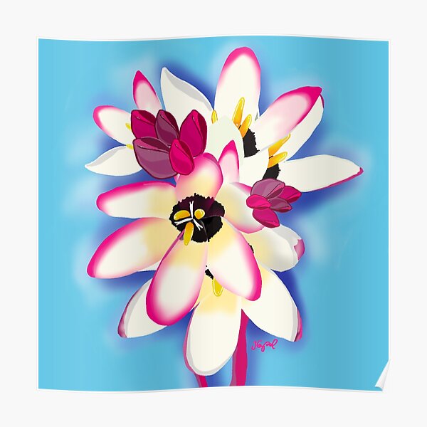 Póster «Dibujo de la flor de Ixia» de jesscapeldesign | Redbubble