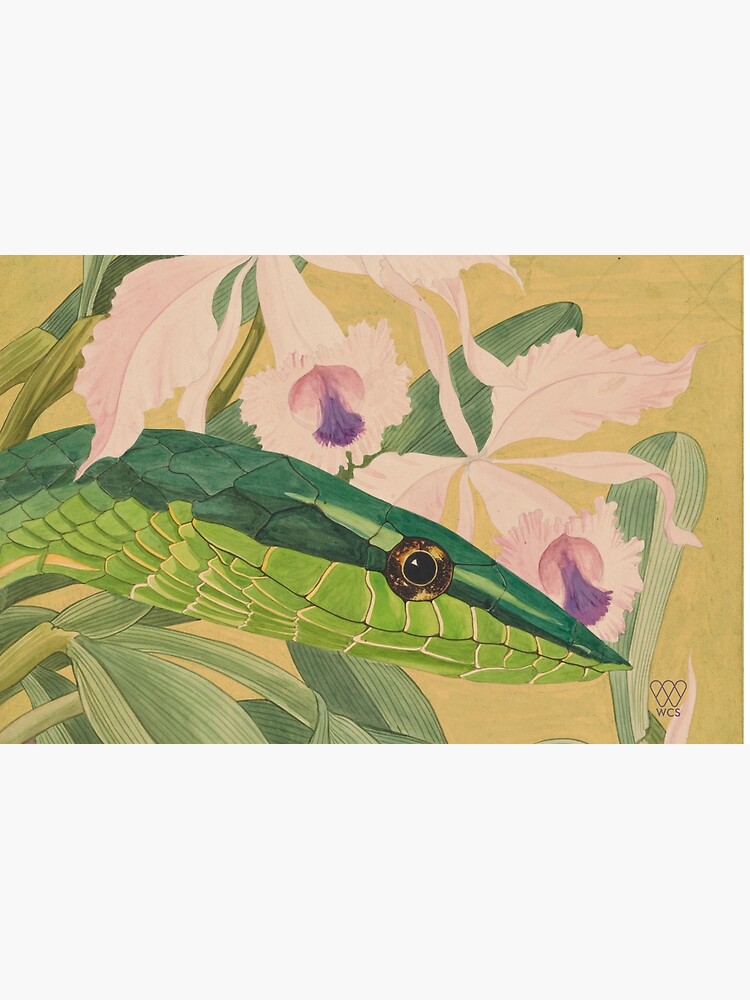 "Green Vine Snake" Zipper Pouch for Sale by WCS-Archives | Redbubble