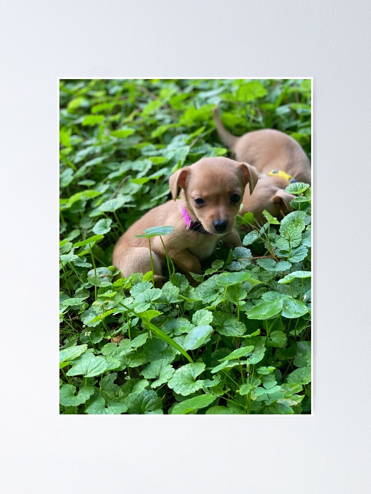 "Bree" Poster by Lastchance78 | Redbubble