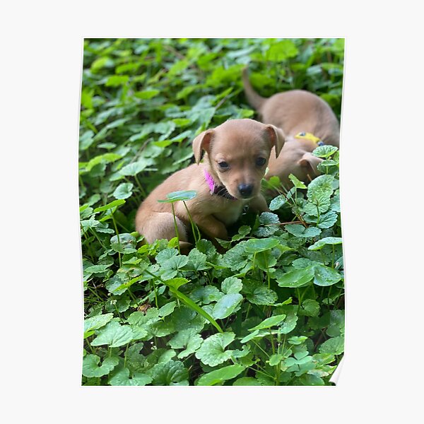 "Bree" Poster by Lastchance78 | Redbubble