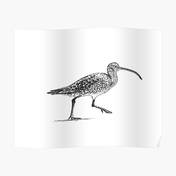 "Whimbrel Drawing" Poster for Sale by LauraWolfArtist | Redbubble