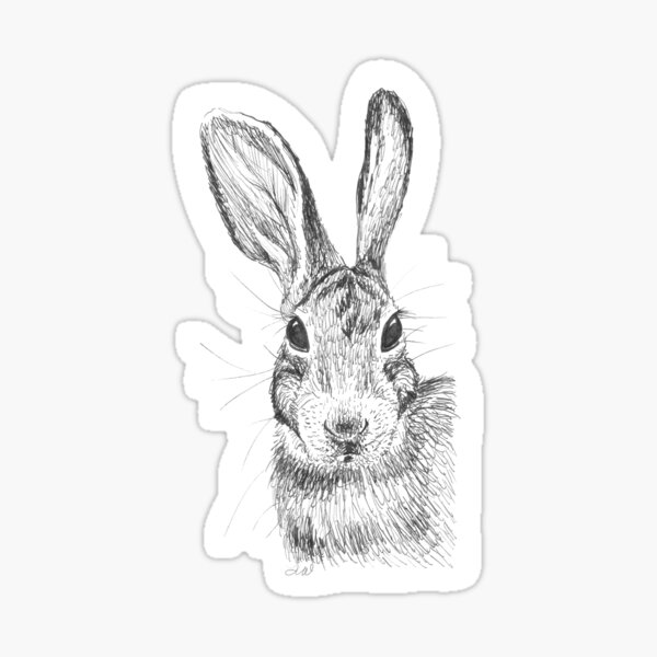 "Eastern Cottontail Rabbit Drawing" Sticker by LauraWolfArtist | Redbubble