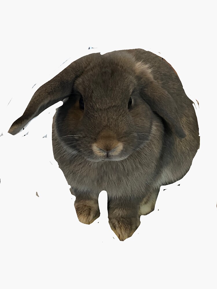 " Gray Mini Lop photo design" Sticker for Sale by Bunnos | Redbubble