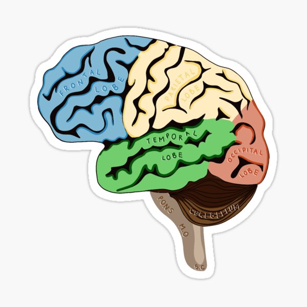 "Brain Lobes " Sticker for Sale by areejscreations | Redbubble