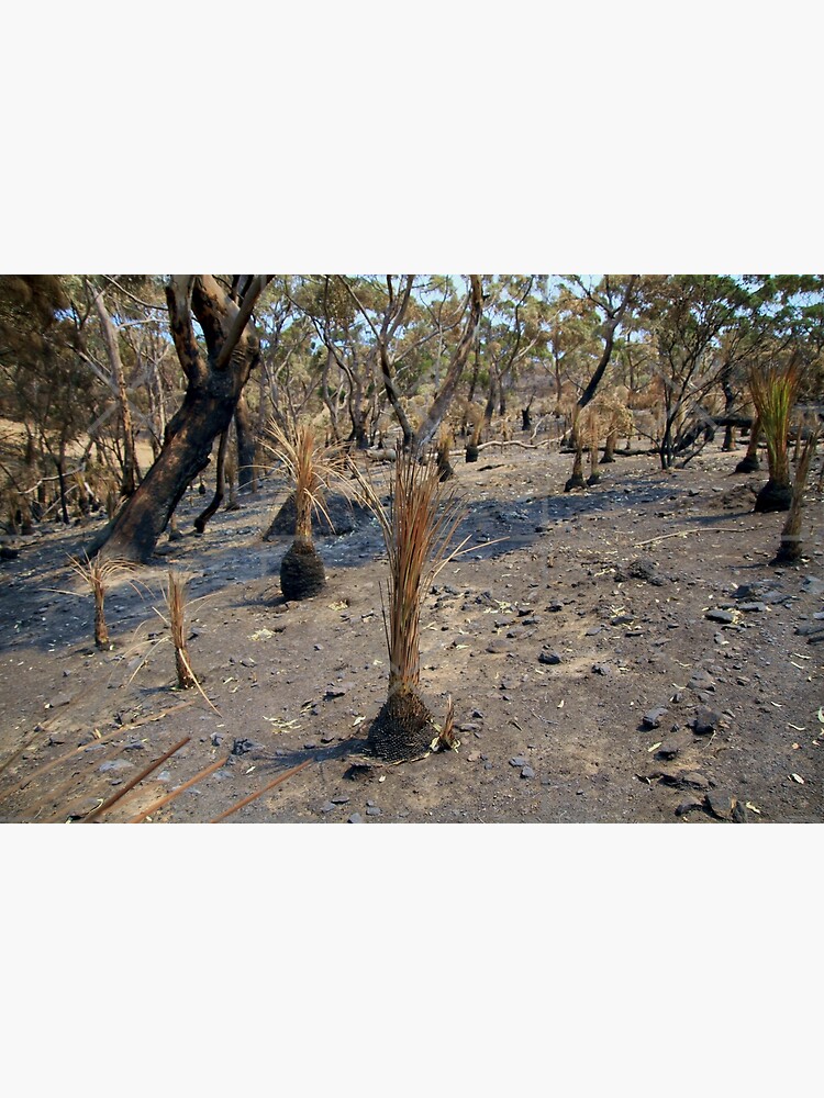 "After 2020 Kangaroo Island Fire - Yakka Regrowth" Poster for Sale by ...