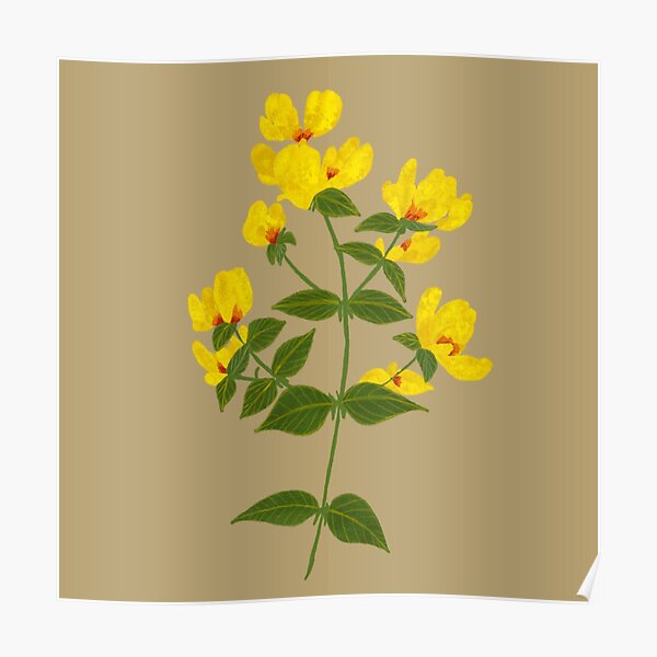 "Common Flat Pea Australian Wildflowers " Poster for Sale by ...
