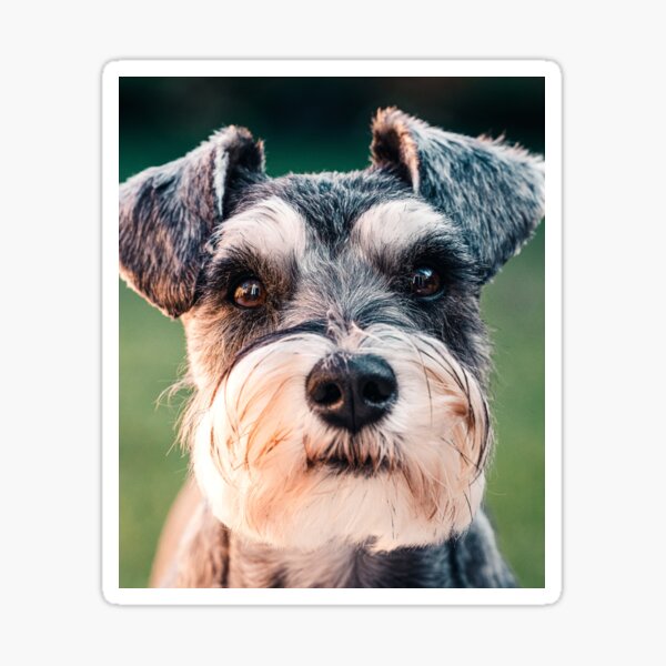 "Sad dog" Sticker for Sale by minhtai | Redbubble