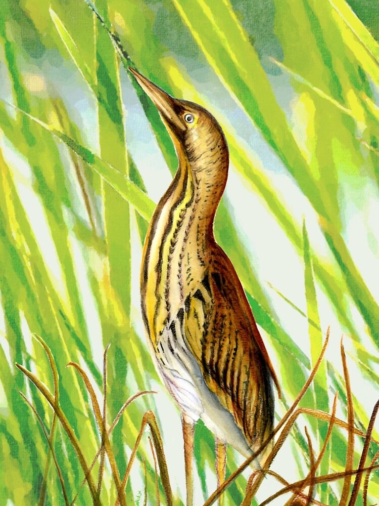 "Bittern Bird Watercolor Painting Artwork" iPhone Case for Sale by ...