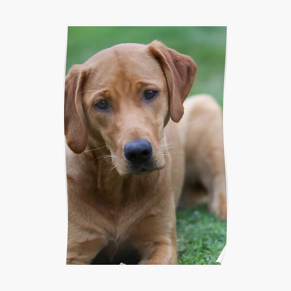 "Mabel" Poster by Jellycandy | Redbubble