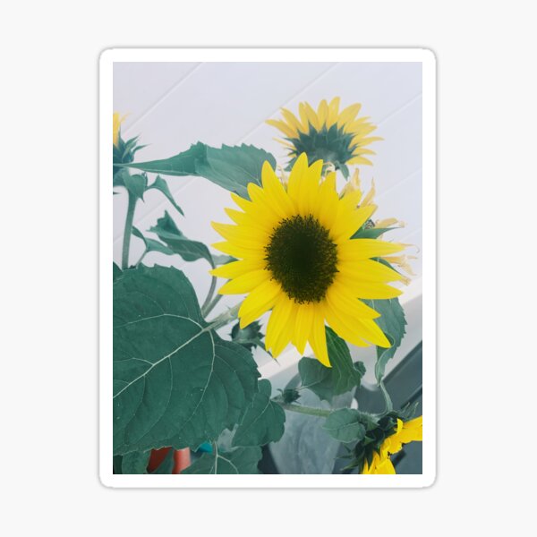 "Sunflower" Sticker for Sale by jess-caracappa | Redbubble