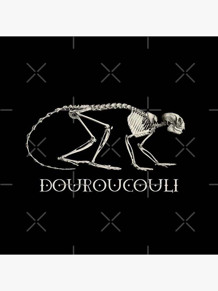 Night Monkey Skeleton Night Monkeys (Genus Aotus) · INaturalist