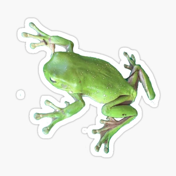 "Green Tree Frog" Sticker for Sale by Champsart | Redbubble