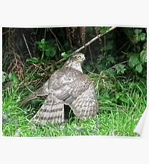 Predator: Posters | Redbubble