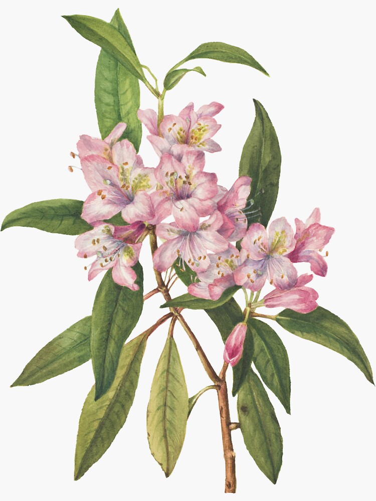 "Pink Rose Bay Flower Illustration" Sticker for Sale by JoyforU | Redbubble