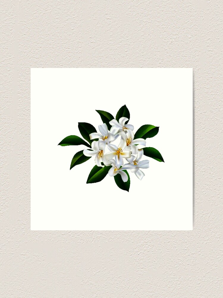 Philippine National Flower Sampaguita Drawing