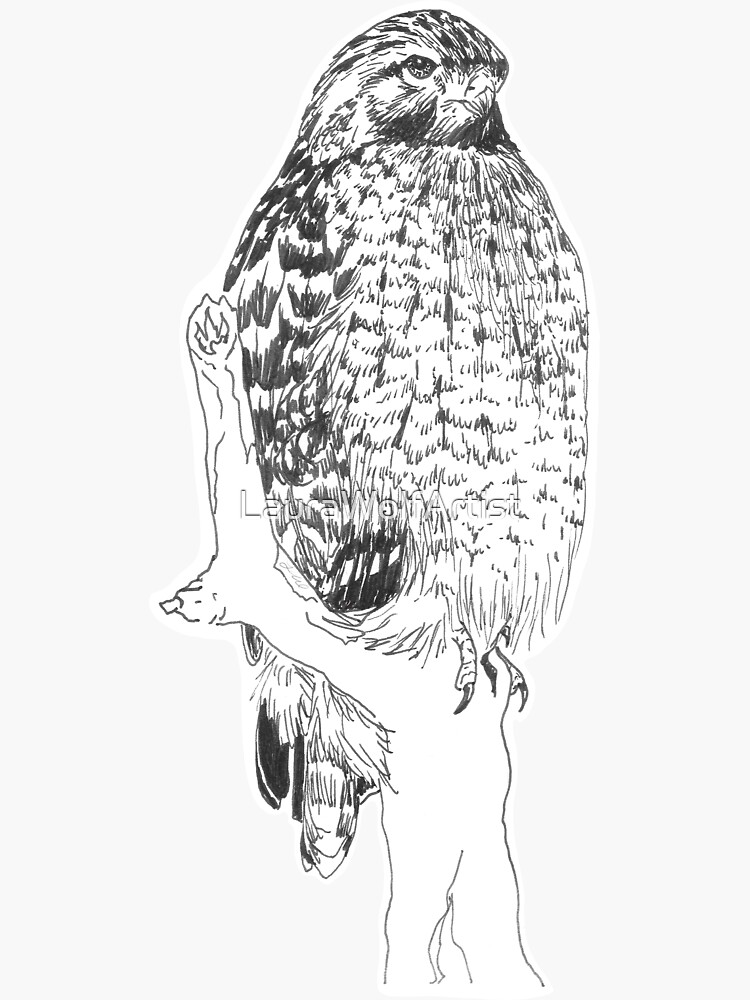 "Red-shouldered Hawk Drawing" Sticker for Sale by LauraWolfArtist ...