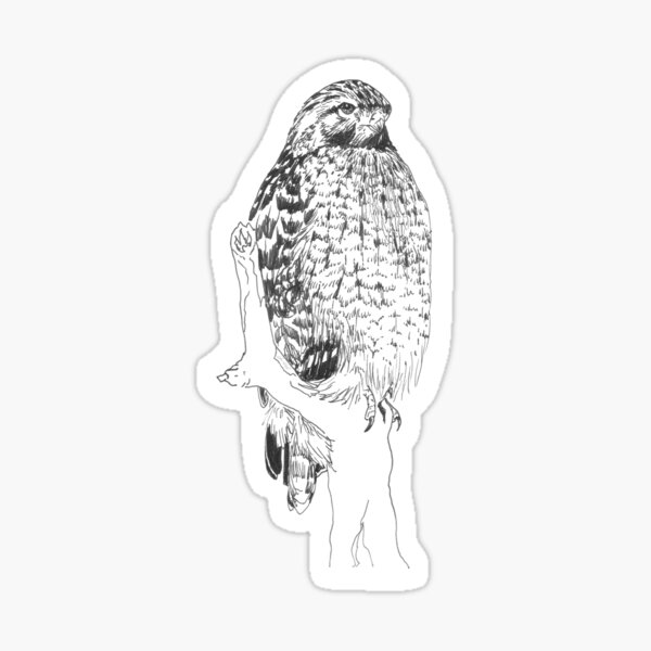 "Red-shouldered Hawk Drawing" Sticker for Sale by LauraWolfArtist ...