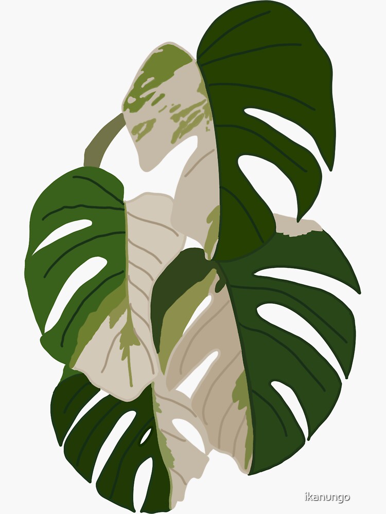 "Variegated Monstera" Sticker for Sale by ikanungo | Redbubble