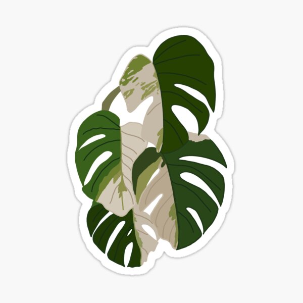 "Variegated Monstera" Sticker for Sale by ikanungo | Redbubble