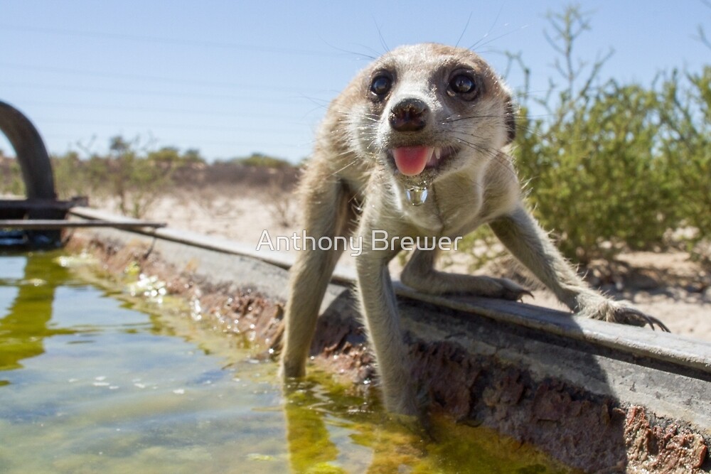 "A meerkat drinks" by Anthony Brewer | Redbubble