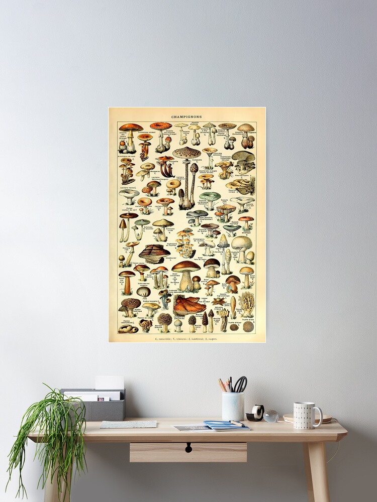 "Vintage Type Of Fungi Poster, Mushrooms Lover, Nature Lover Gift ...