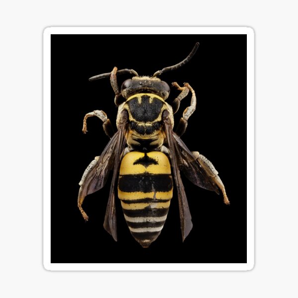 "Wasp" Sticker for Sale by MorningFive | Redbubble