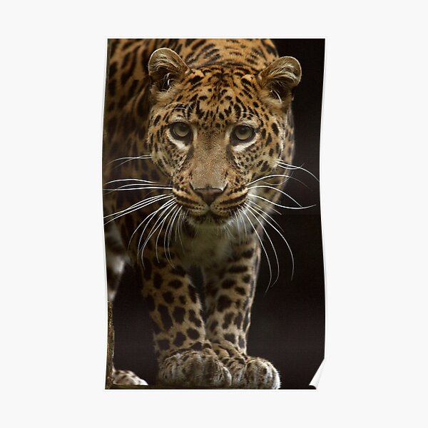 "Eye Contact" Poster by CharlotteMorse | Redbubble