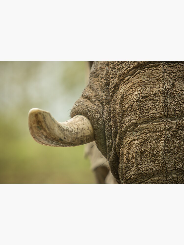 "Elephant Tusk" Sticker for Sale by imelda-bell | Redbubble